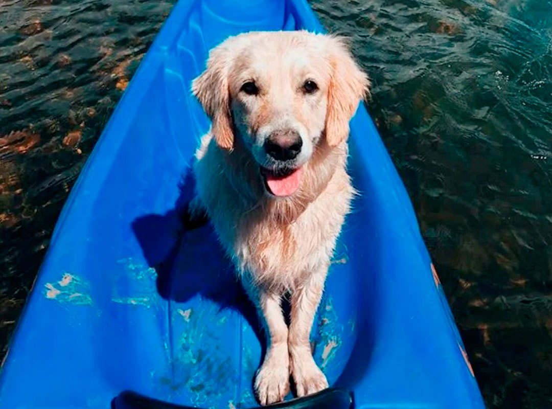 Cómo disfrutar de Asturias con perro este verano 🥇 ≫ LOS CAUCES